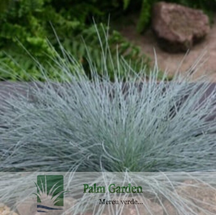 Festuca Glauca Eisvogel - Iarba decorativa albastra