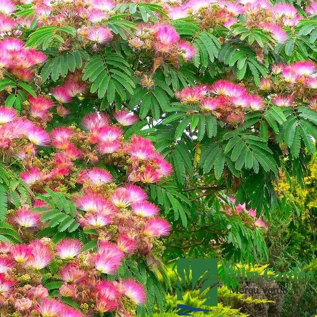 Albizia julibrissin - Arbore de matase